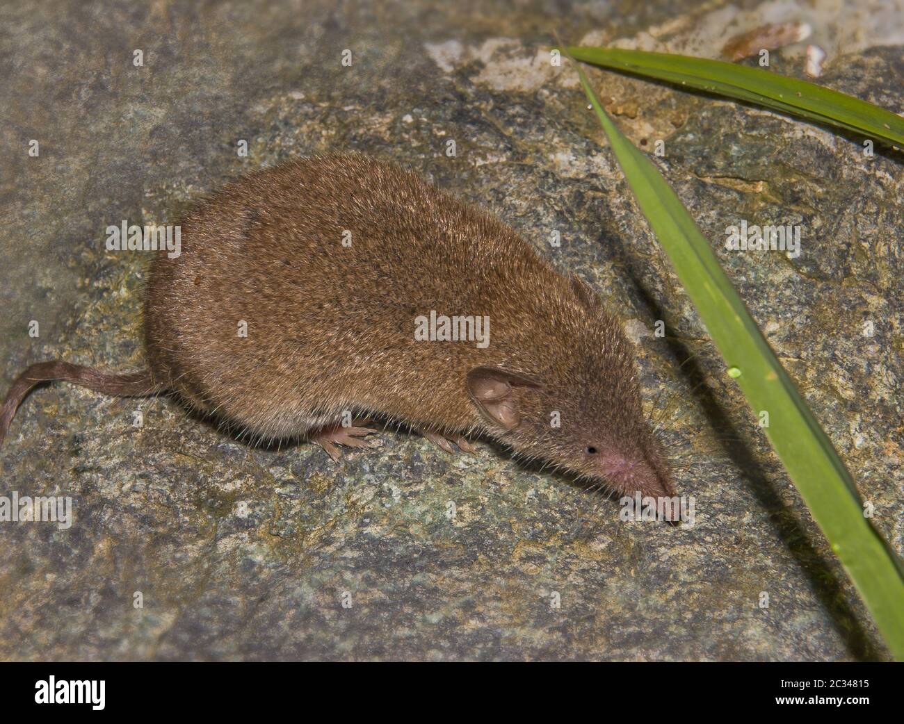 European white-toothed shrew 'Crocidura russula' Stock Photo - Alamy