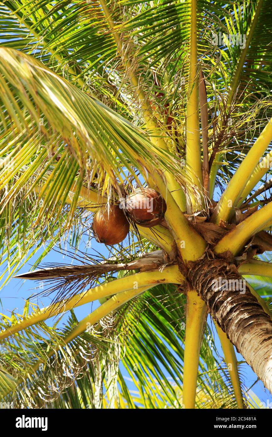 Tree of a coco the bottom view Stock Photo - Alamy