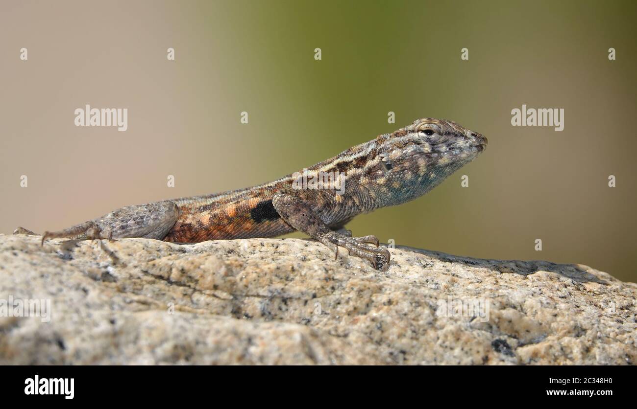 Western Side-Blotched Lizard, Uta stansburiana elegans sunbathing on ...