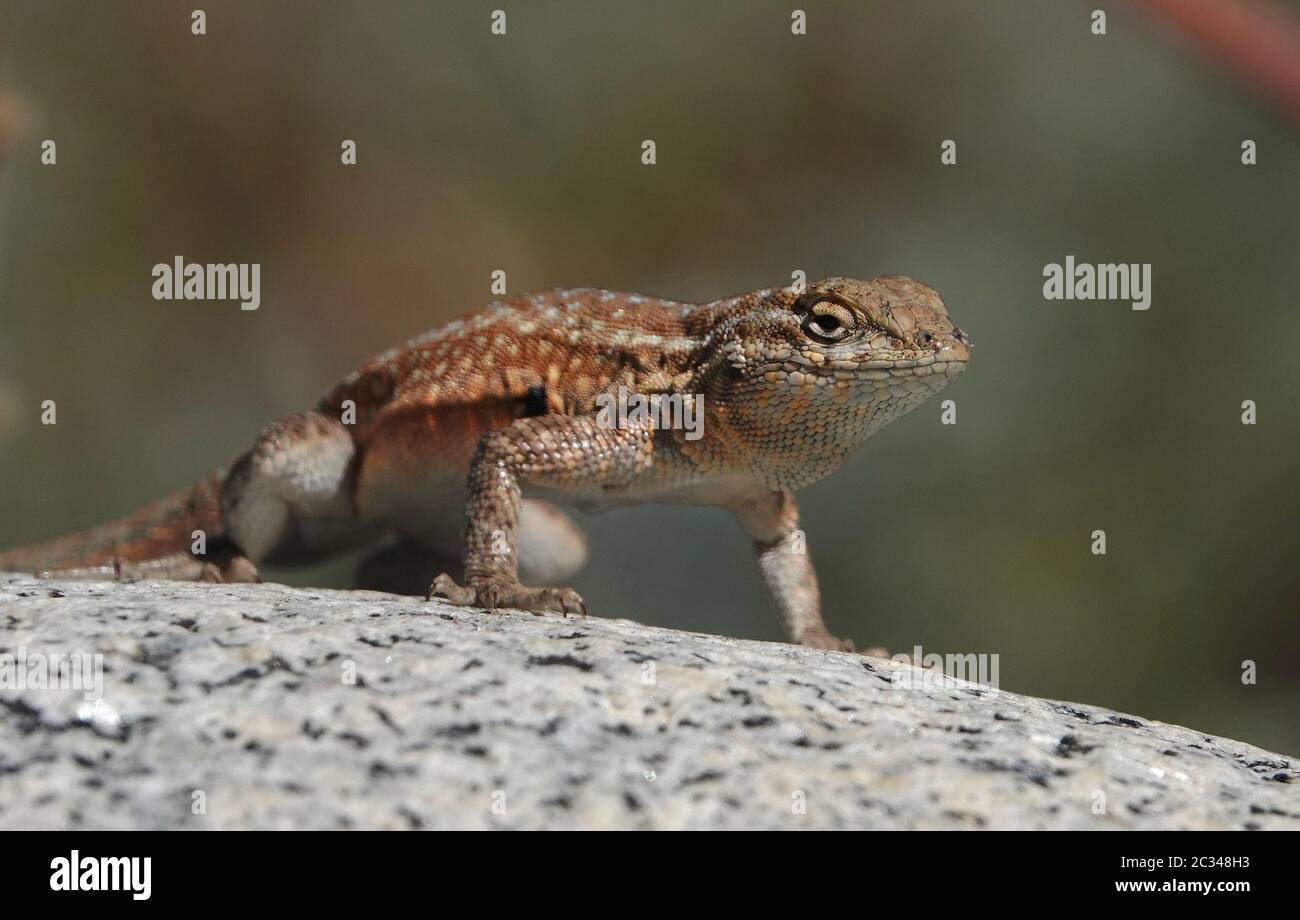 Side blotched lizard hi-res stock photography and images - Alamy