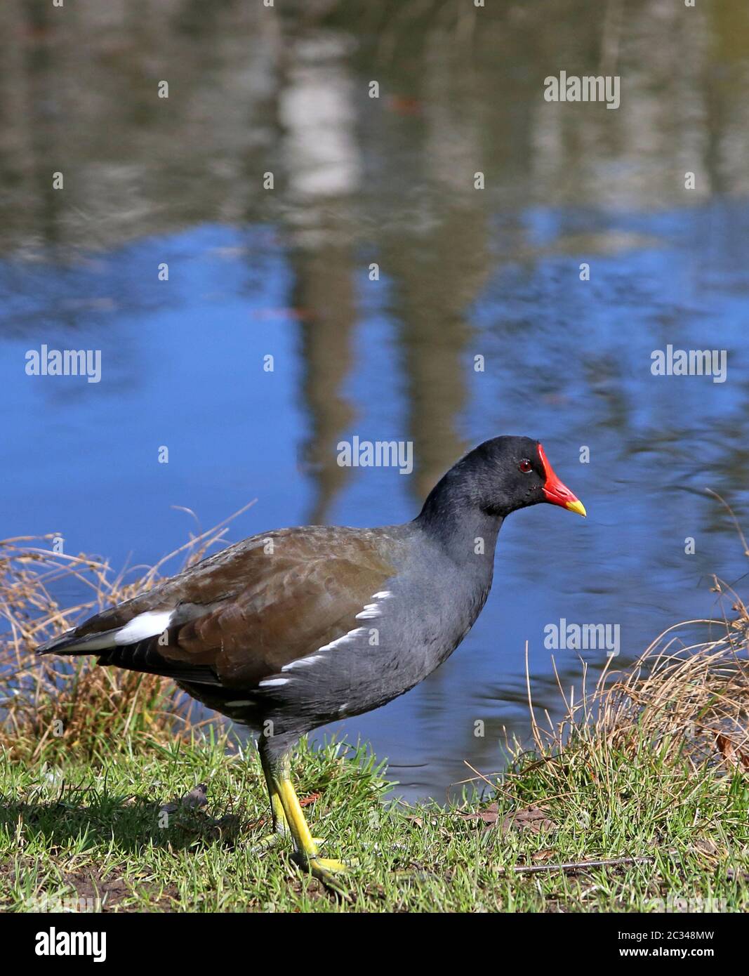 Close-up Green-footed Pond Chicken Gallinula chloropus Stock Photo - Alamy