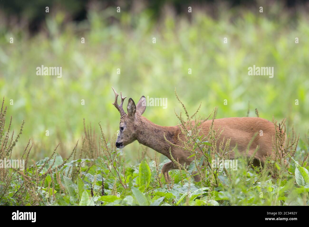Roebuck in the rut searches a female Roe Deer Stock Photo - Alamy
