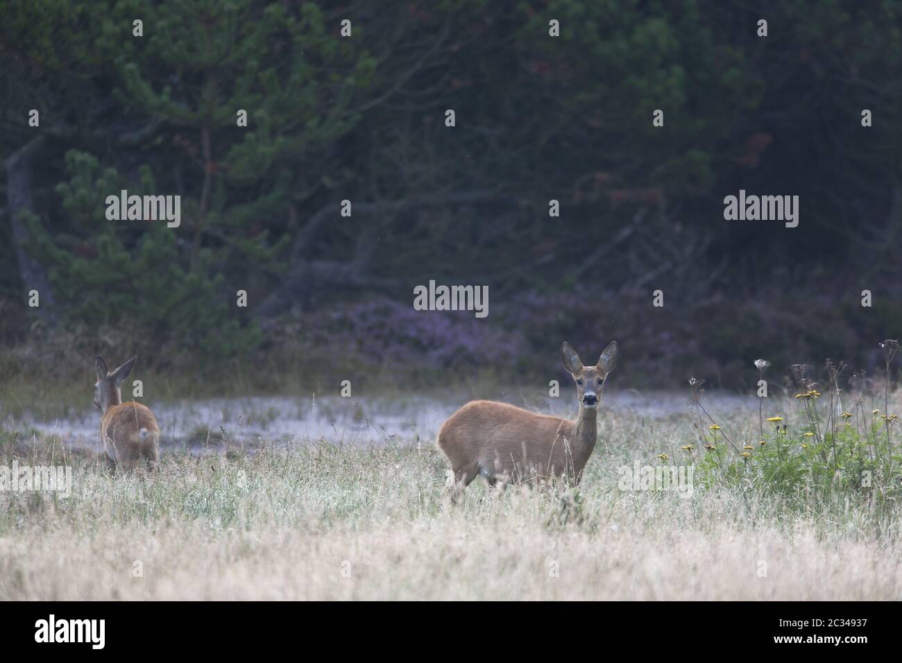 Deer browse hi-res stock photography and images - Alamy