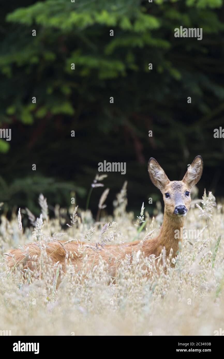 Female Roe Deer during the rut in a cereal field Stock Photo - Alamy