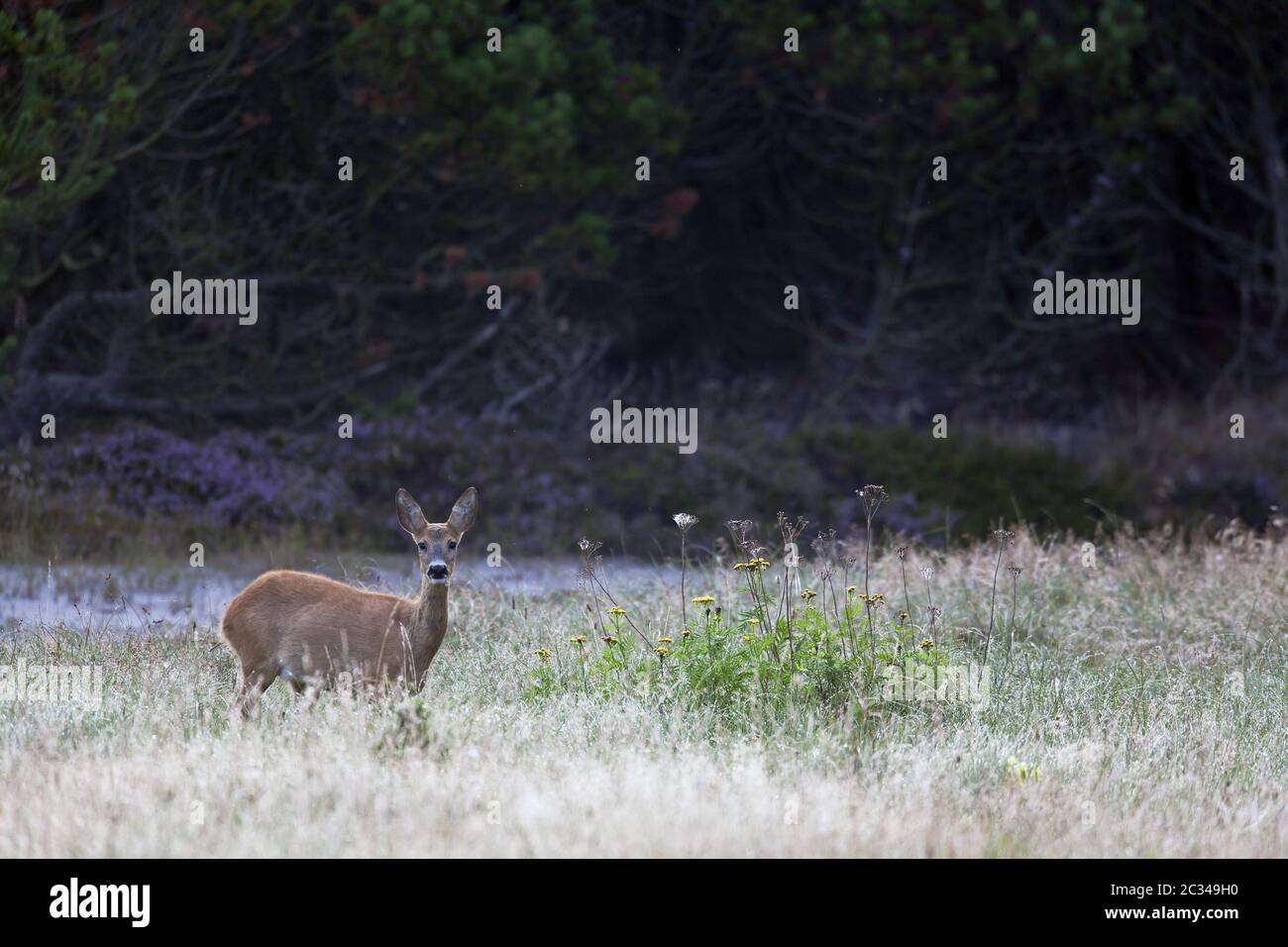 Doe roe deer hi-res stock photography and images - Alamy