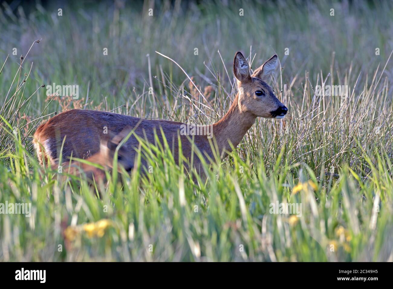 Young female roe deer hi-res stock photography and images - Alamy