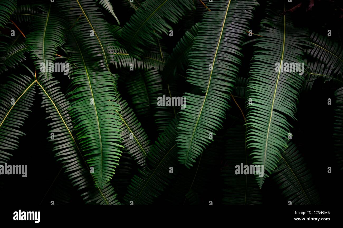 Fern leaves on dark background in jungle. Dense dark green fern leaves ...