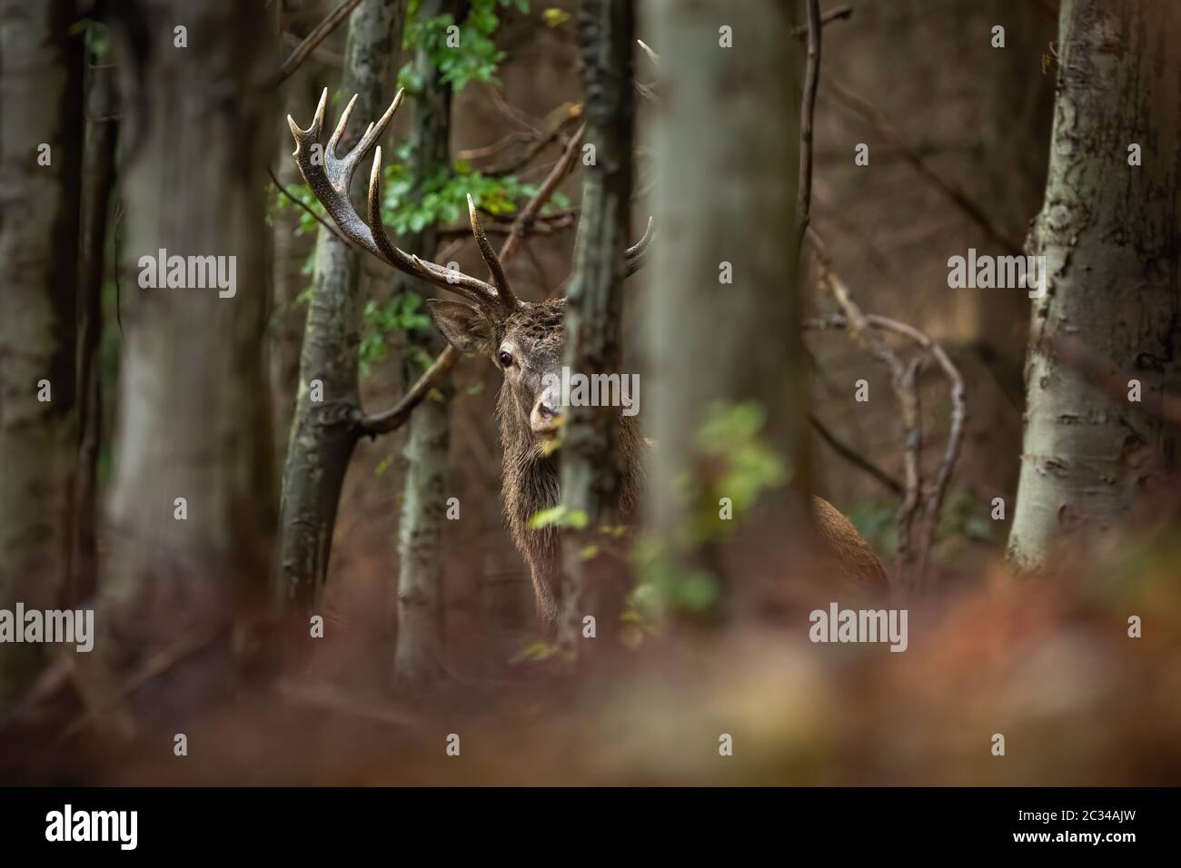 Curious red deer, cervus elaphus, stag looking from behind a tree in ...