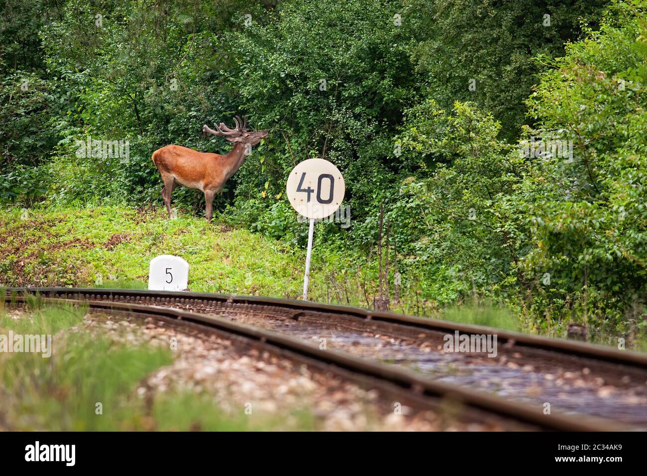 Red deer stag feeding near railway with sign in summer. Mammal grazing ...