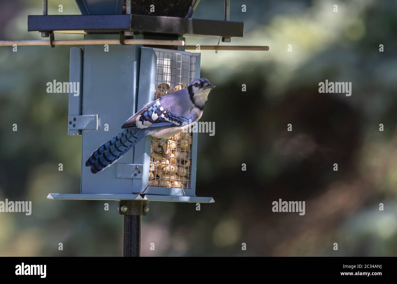 Green jay bird feeder hi-res stock photography and images - Alamy