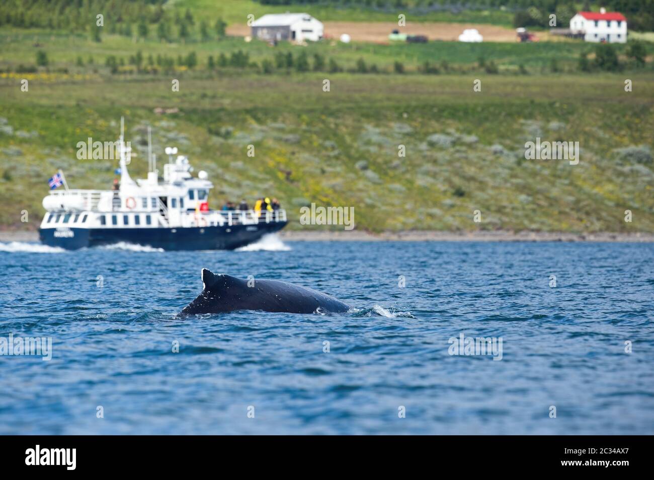 Side view large humpback whale hi-res stock photography and images - Alamy