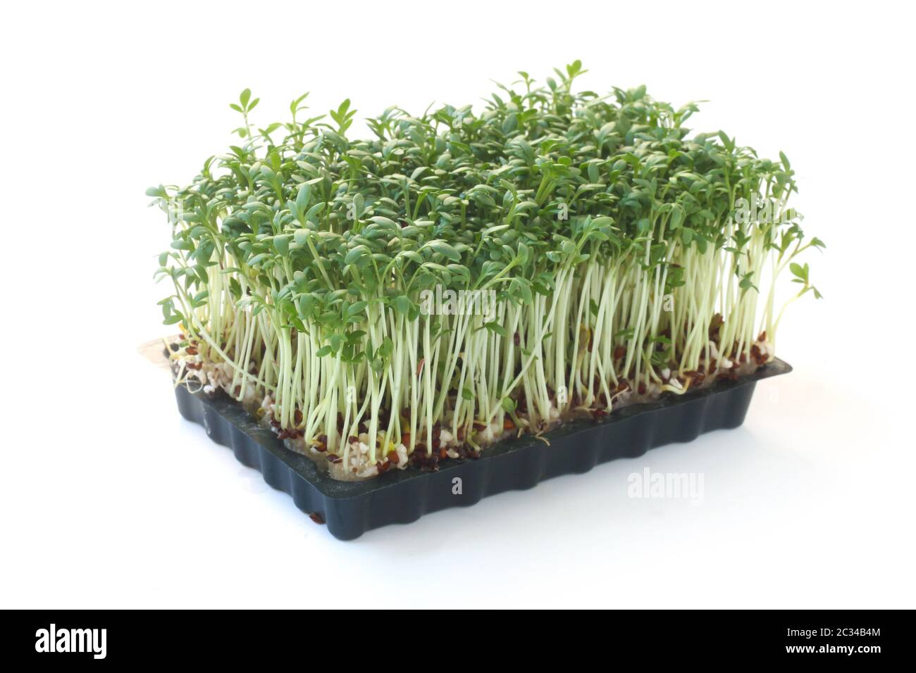 Garden Cress On A Plastic Tray Isolated On White Stock Photo - Alamy