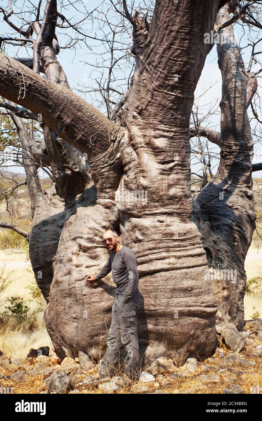 Giant baobab tree namibia hi-res stock photography and images - Alamy