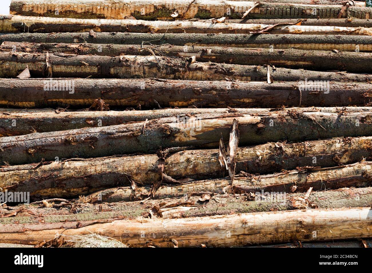 large amount of harvested wood piled together in heaps, industrial site ...
