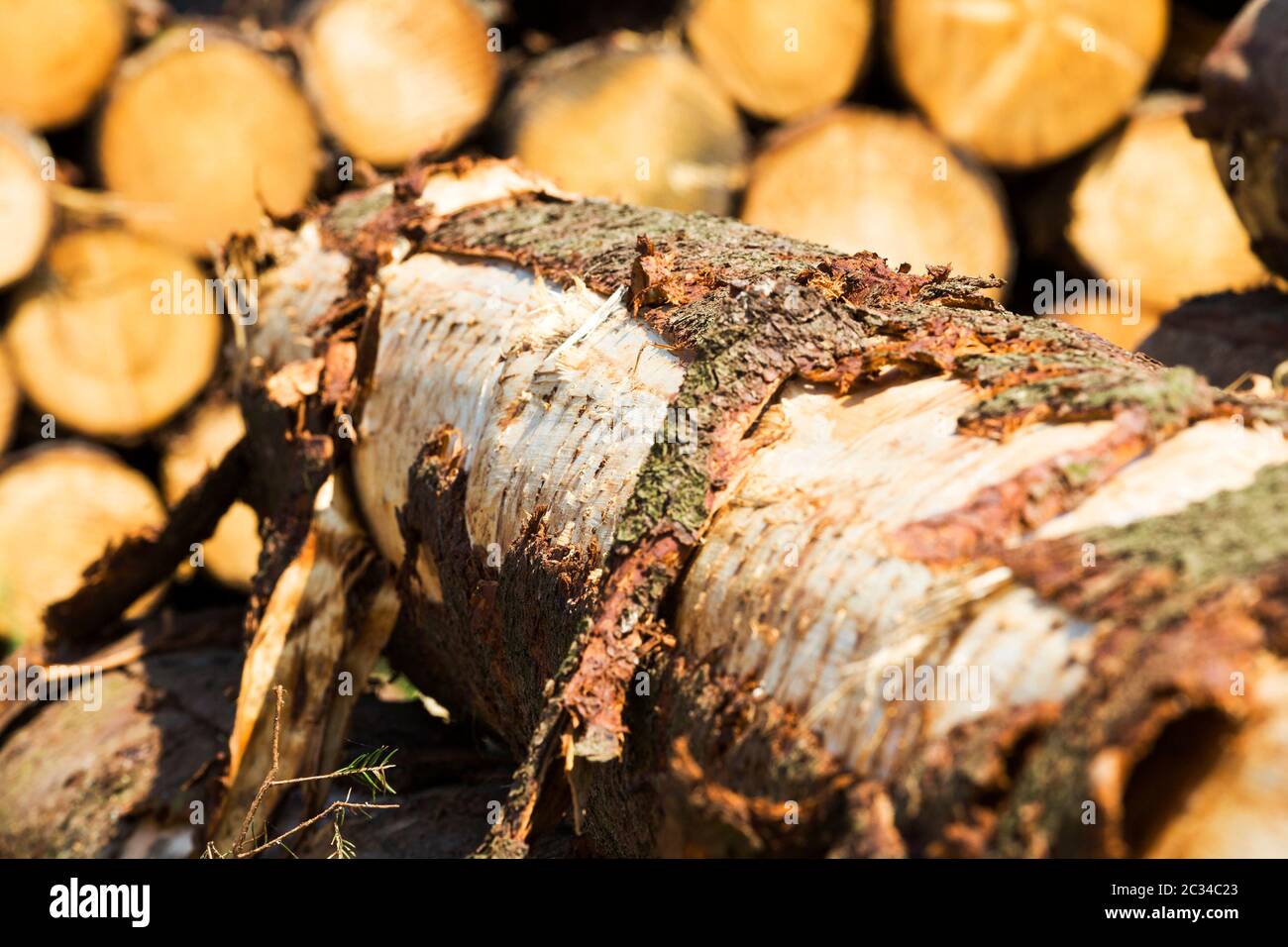 wood cut down on an industrial scale during logging, closeup in forest ...