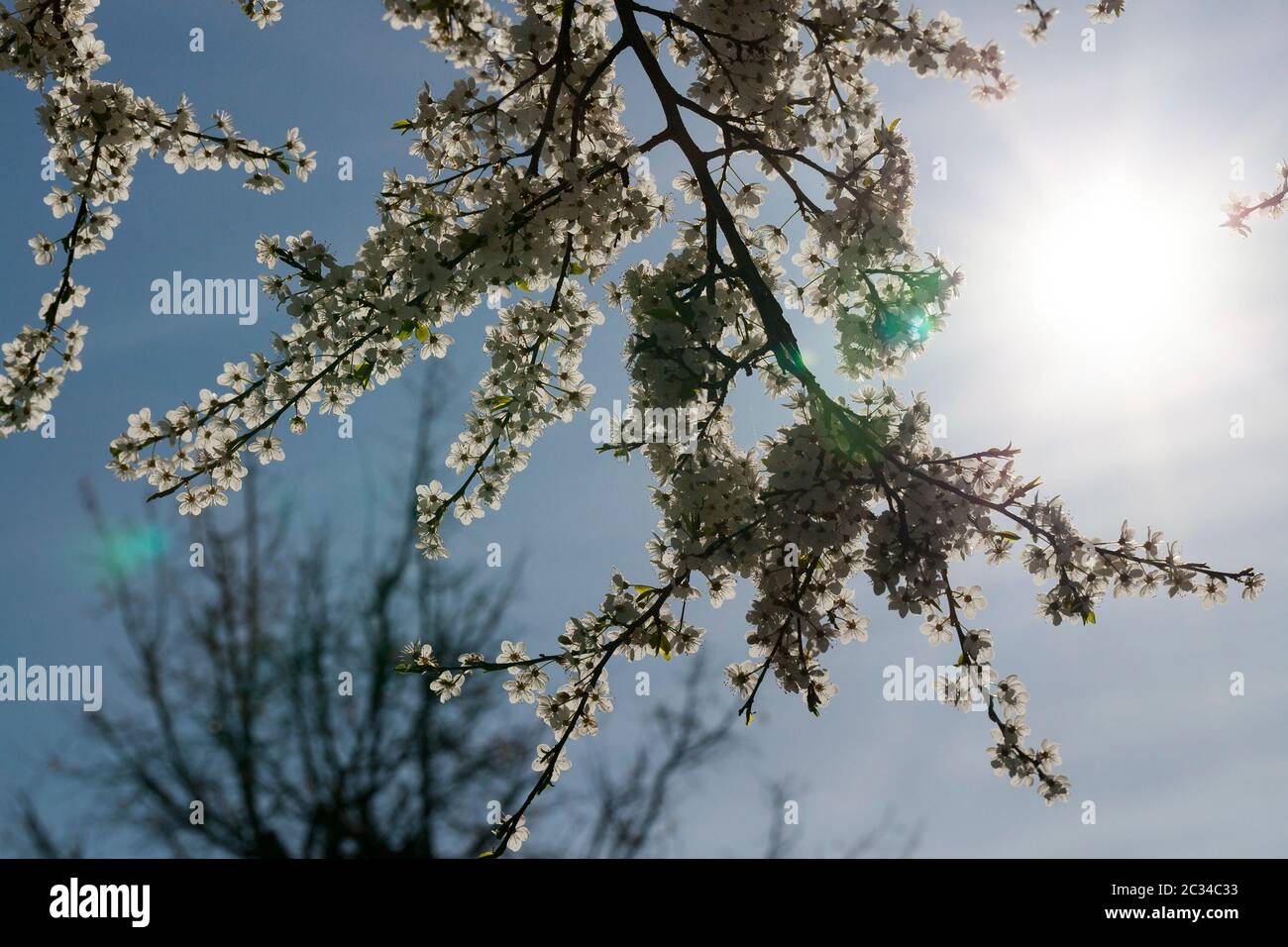 blooming beautiful real fruit trees in springtime in orchard, close-up ...
