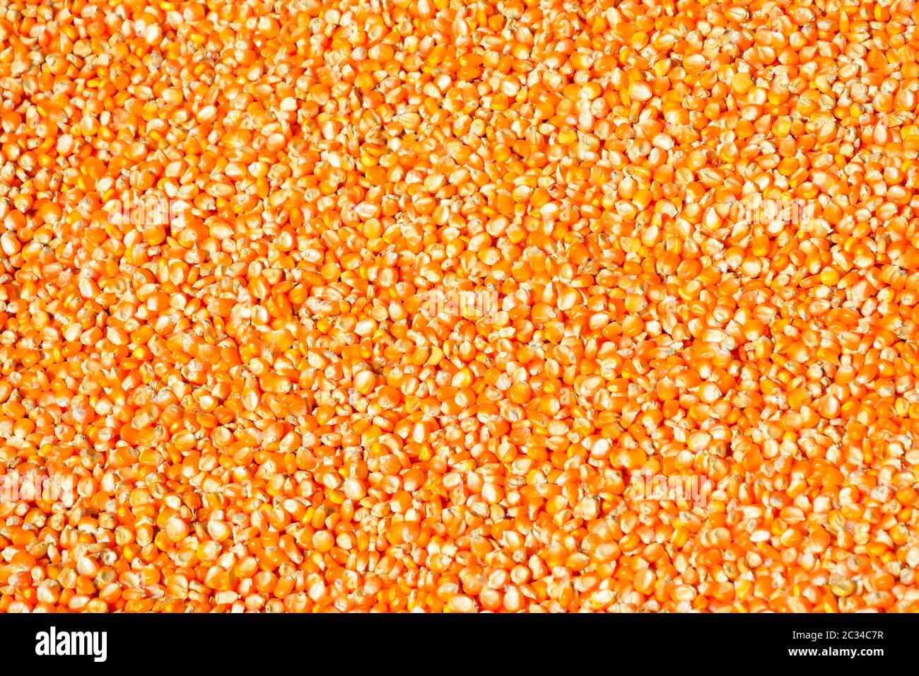 Close up group of dried corn seed,yellow corn seed background Stock ...