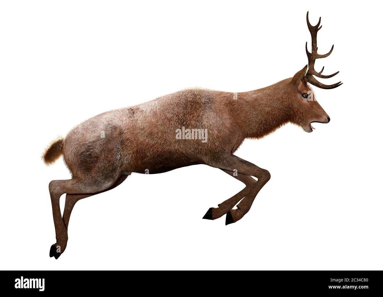 3D rendering of a male deer isolated on white background Stock Photo ...