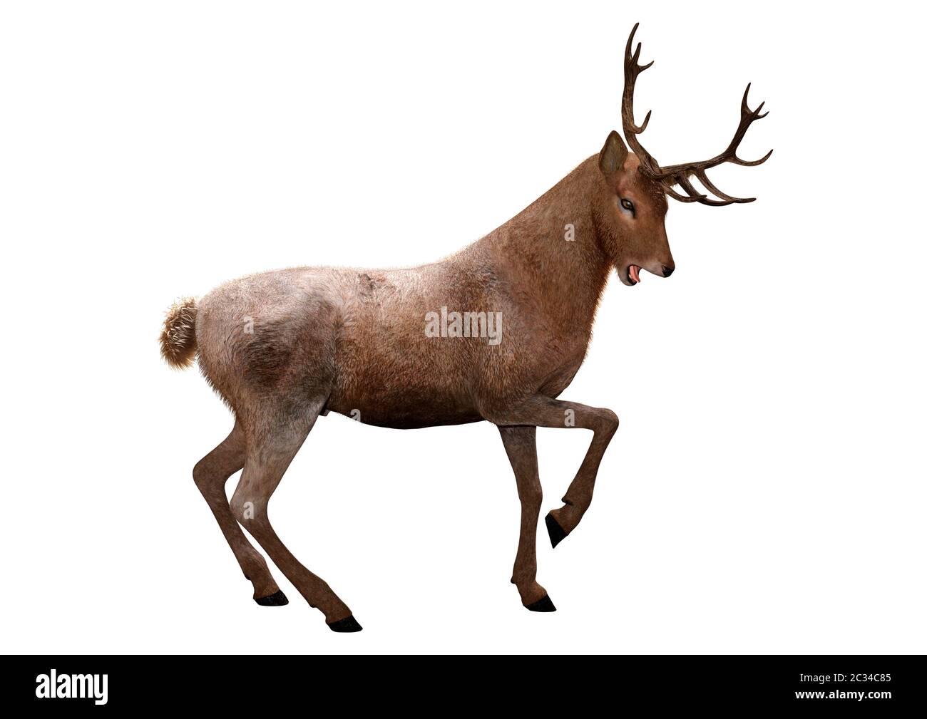 3D rendering of a male deer isolated on white background Stock Photo ...