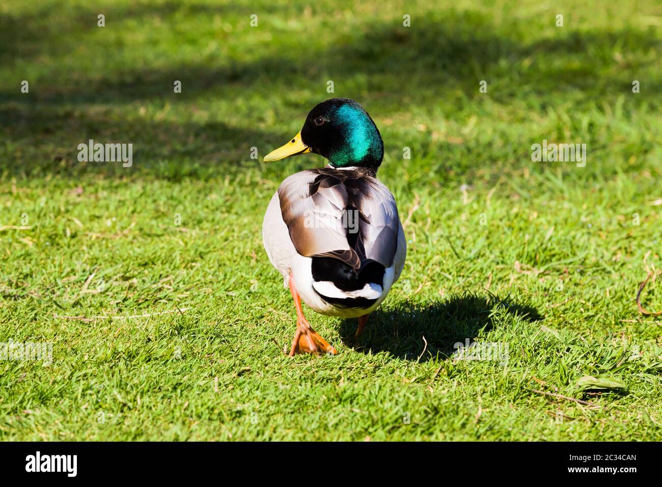 one wild Drake running across the green grass into the distance Stock ...