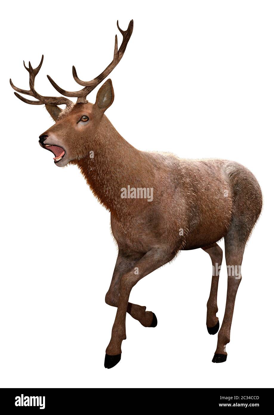 3D rendering of a male deer isolated on white background Stock Photo ...
