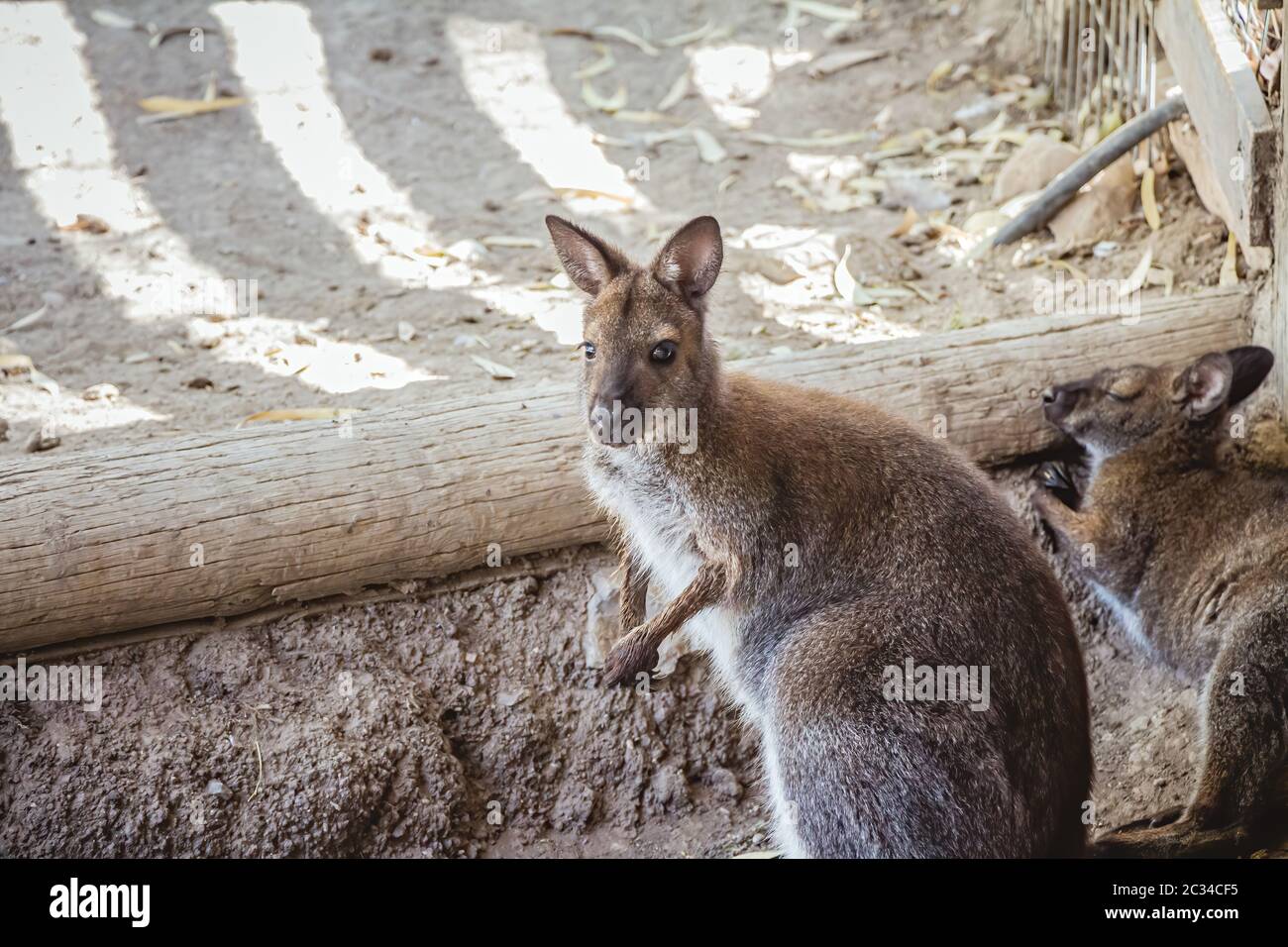 Red-necked wallaby in the zoo Stock Photo - Alamy