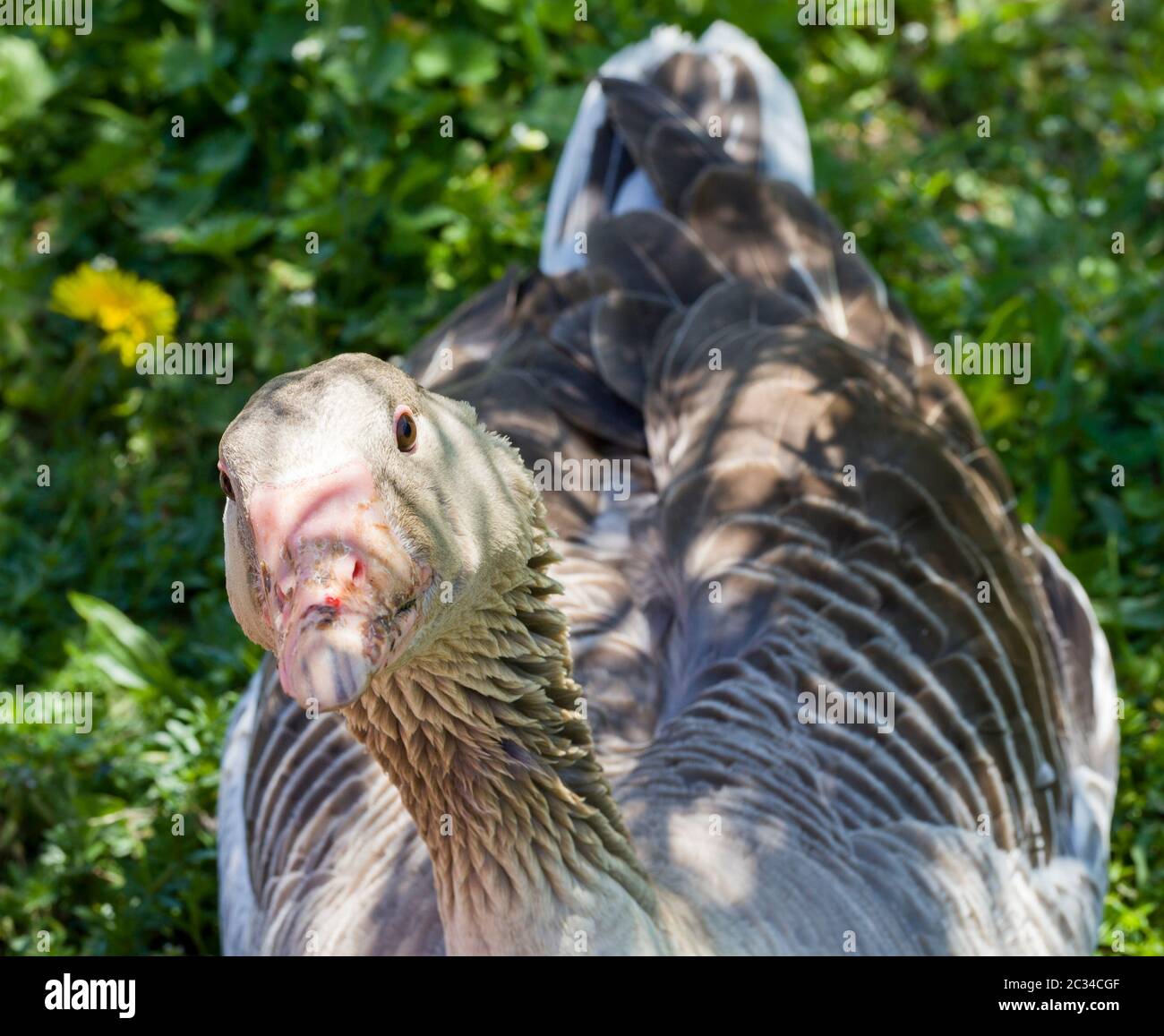 Famous big wild goose hi-res stock photography and images - Alamy