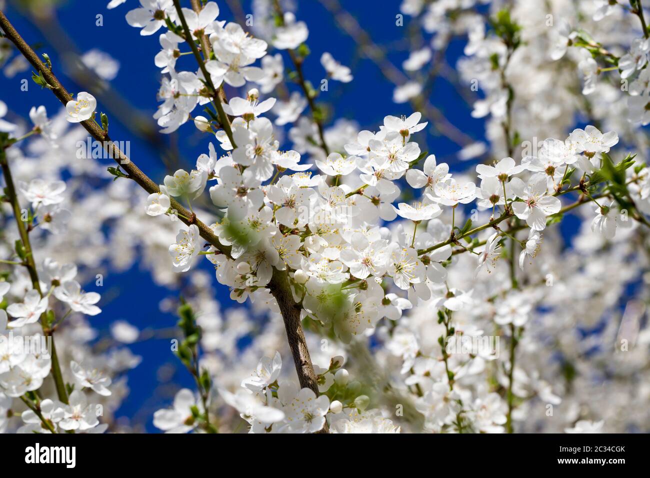 blooming beautiful real fruit trees in springtime in orchard, close-up ...