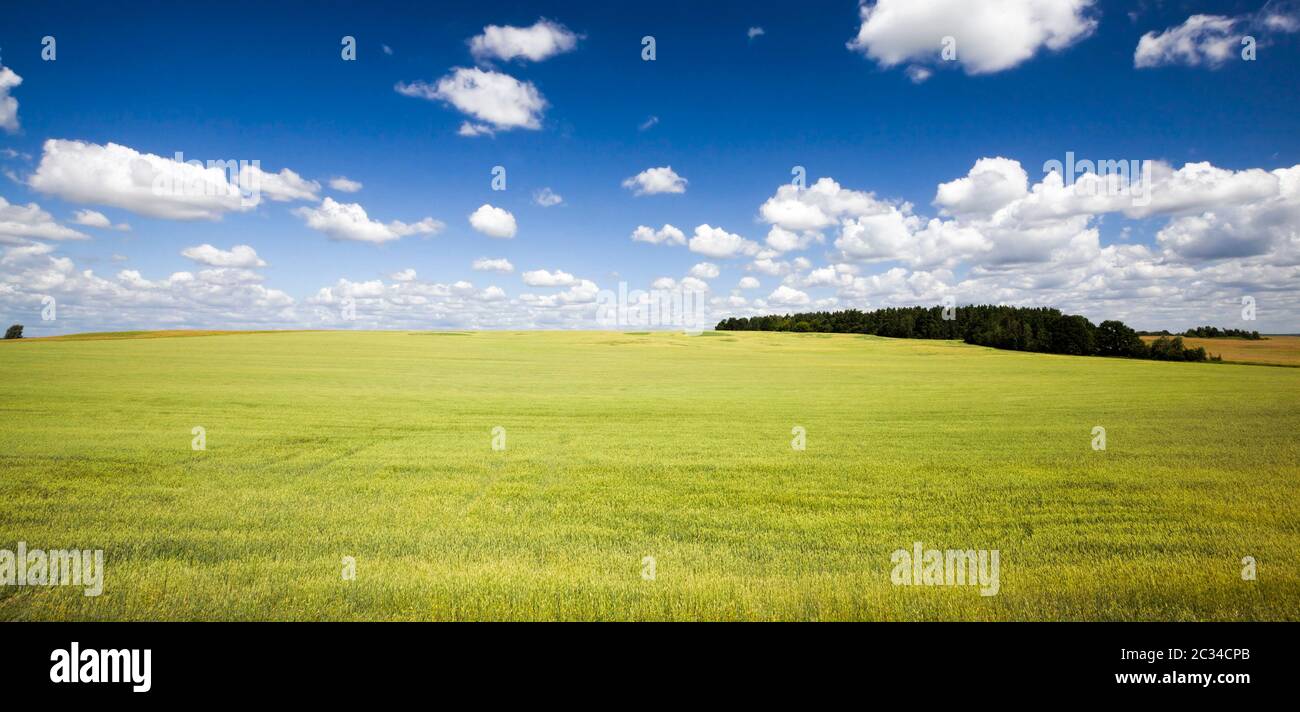 agricultural area in which activities are carried out to harvest rye or ...