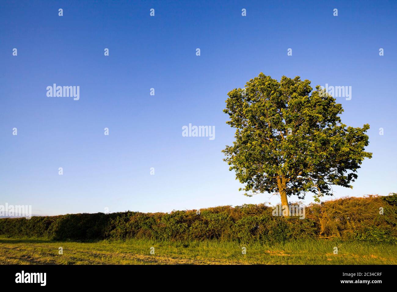 one real lonely growing trees in sunlight in summer or spring time ...