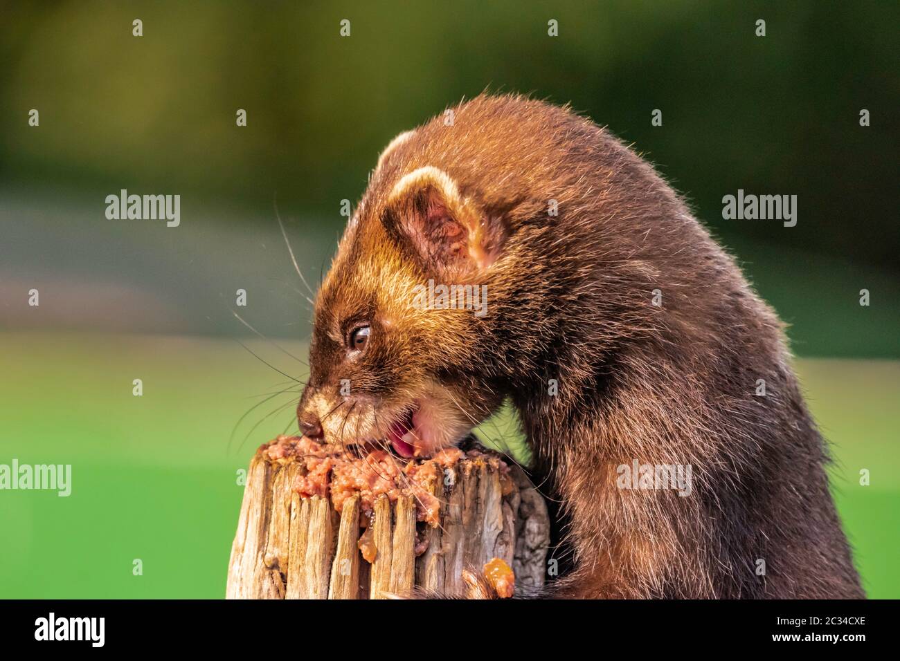 Polecats hi-res stock photography and images - Alamy