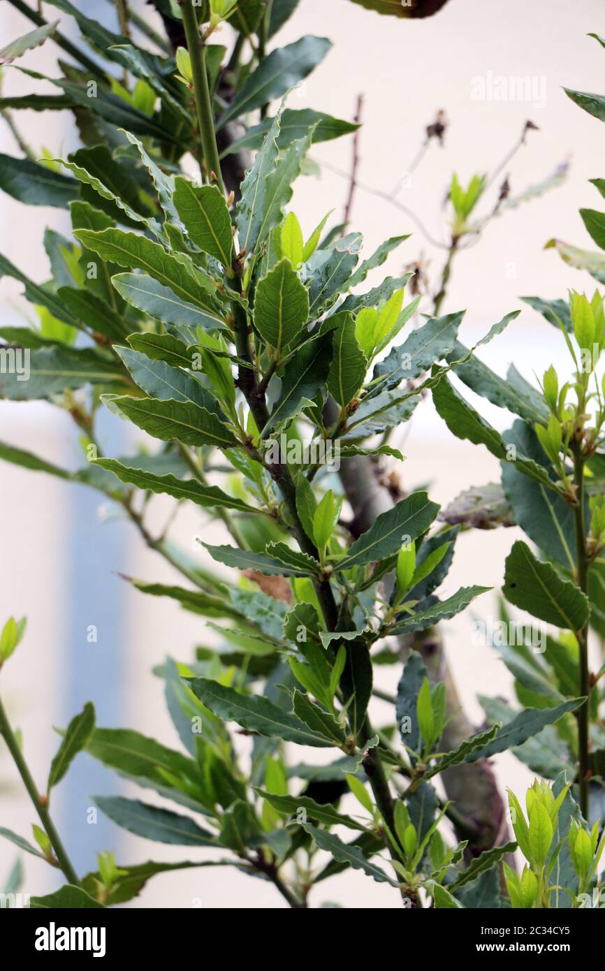 picture of a laurel tree Stock Photo - Alamy