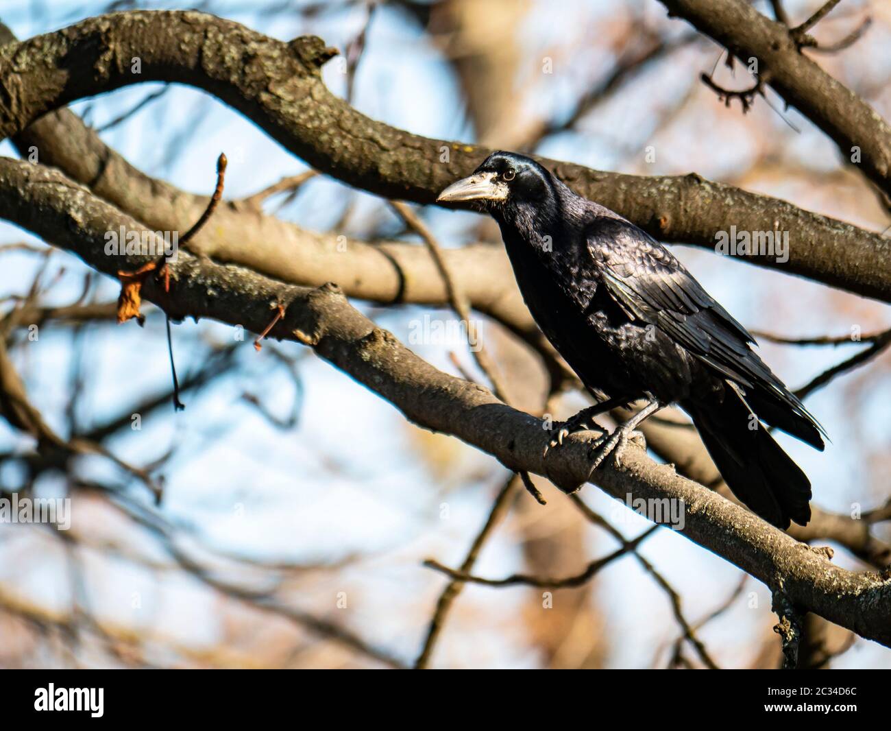 Black crow bird on a tree branch. Natural background Stock Photo - Alamy
