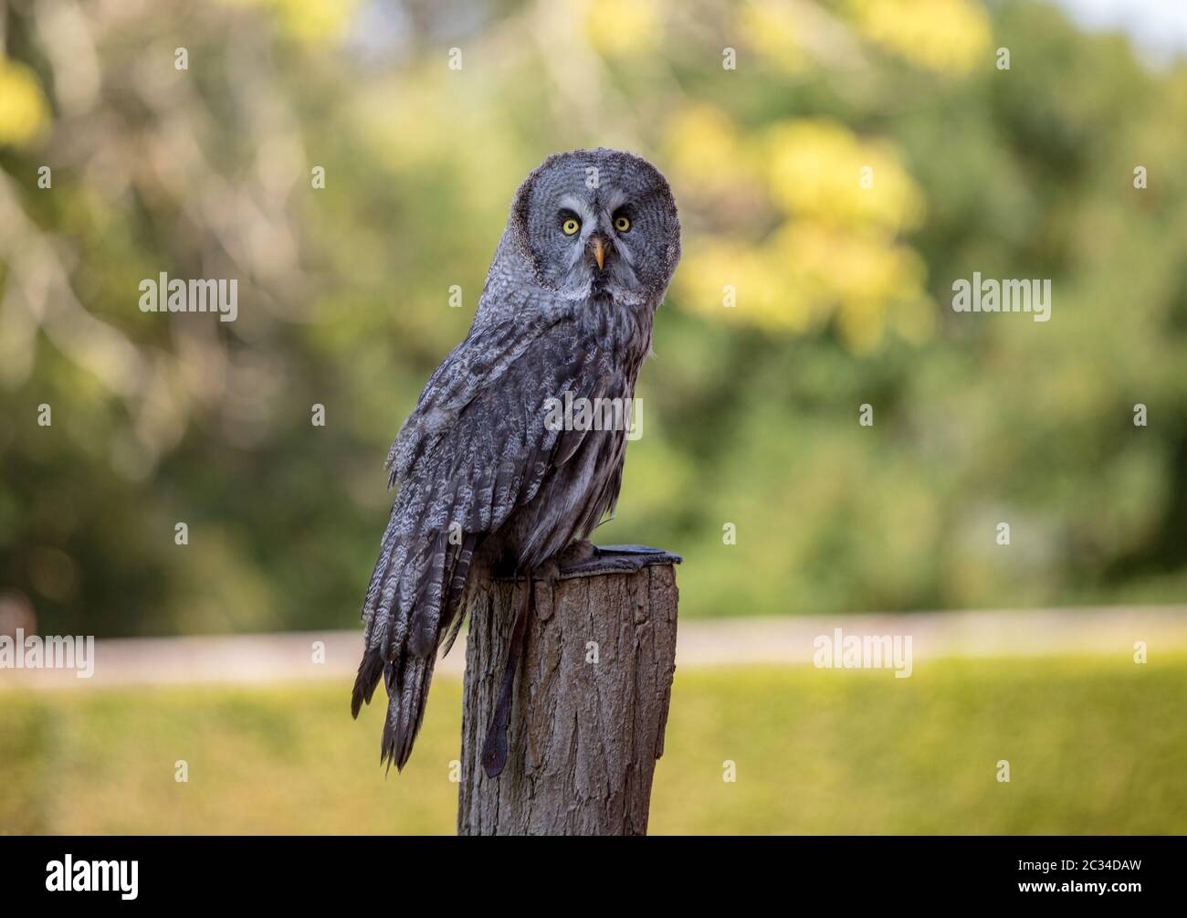 Great grey owl (Strix nebulosa). Night birds of prey Stock Photo - Alamy