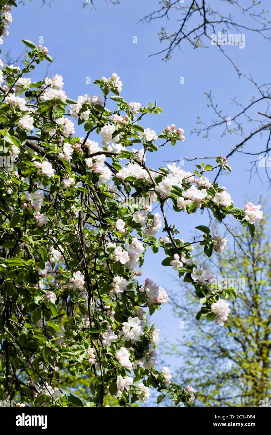 real different kinds of trees in sunlight in summer or spring time ...