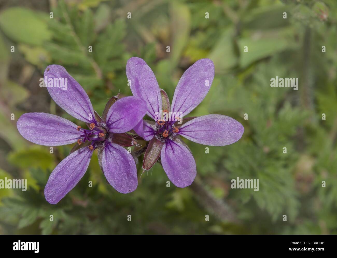 Red-stem filaree 'Erodium cicutarium' Stock Photo - Alamy