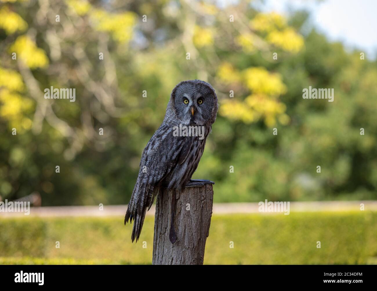 Great grey owl (Strix nebulosa). Night birds of prey Stock Photo - Alamy