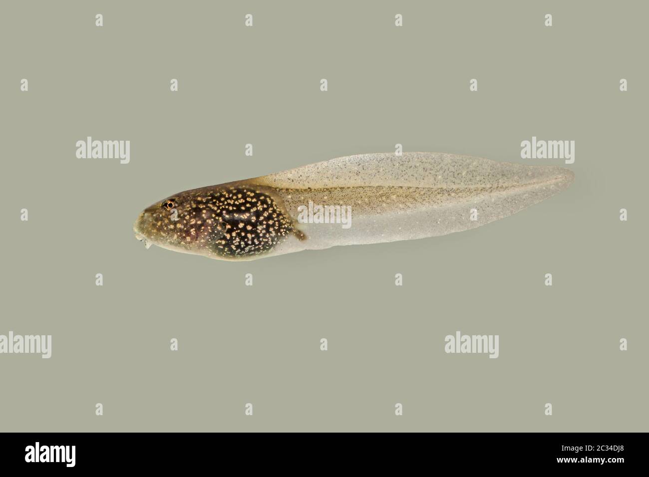 European Grass frog tadpole Stock Photo - Alamy