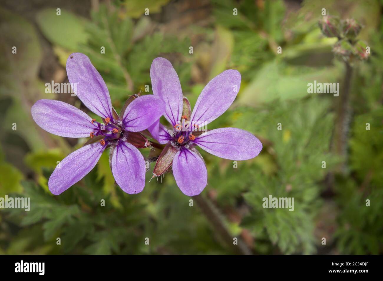 Red-stem filaree 'Erodium cicutarium' Stock Photo - Alamy