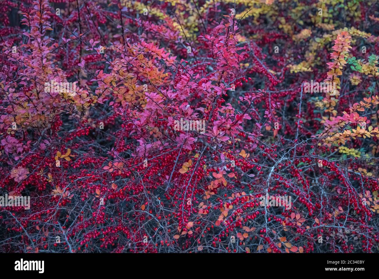 Hedge like plant hi-res stock photography and images - Alamy