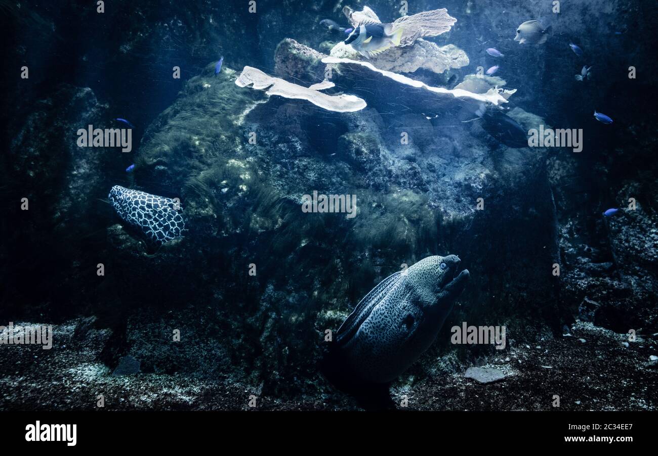 Two Mediterranean moray eels emerging from the rock, on the lookout for ...