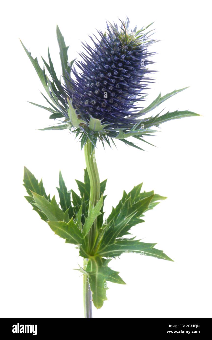 Blue thistle isolated hi-res stock photography and images - Alamy