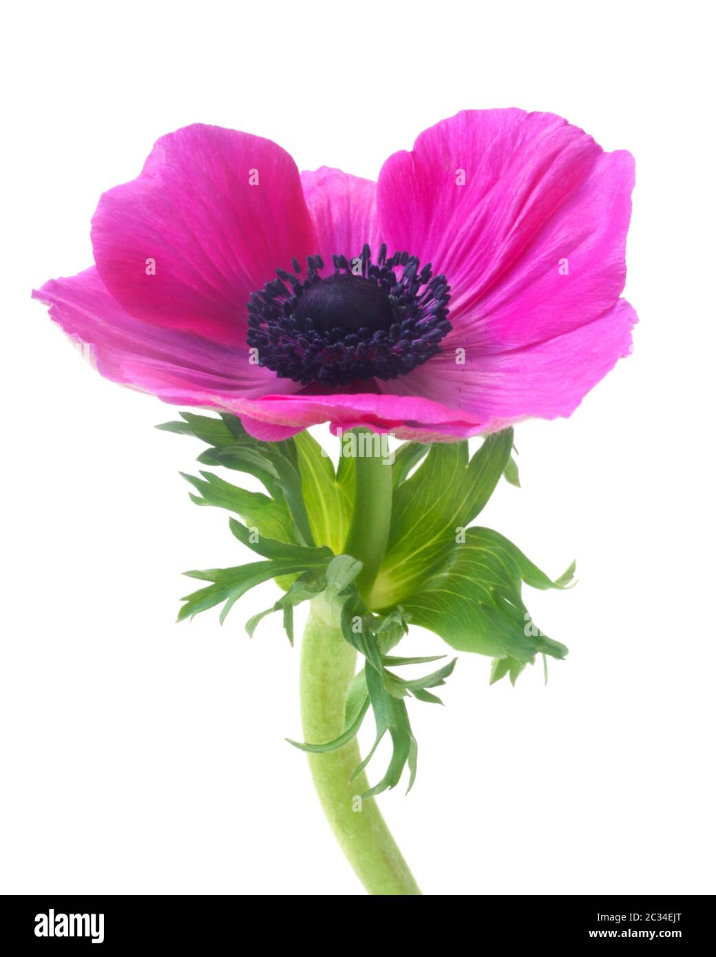 Pink Anemone Isolated On White Stock Photo - Alamy