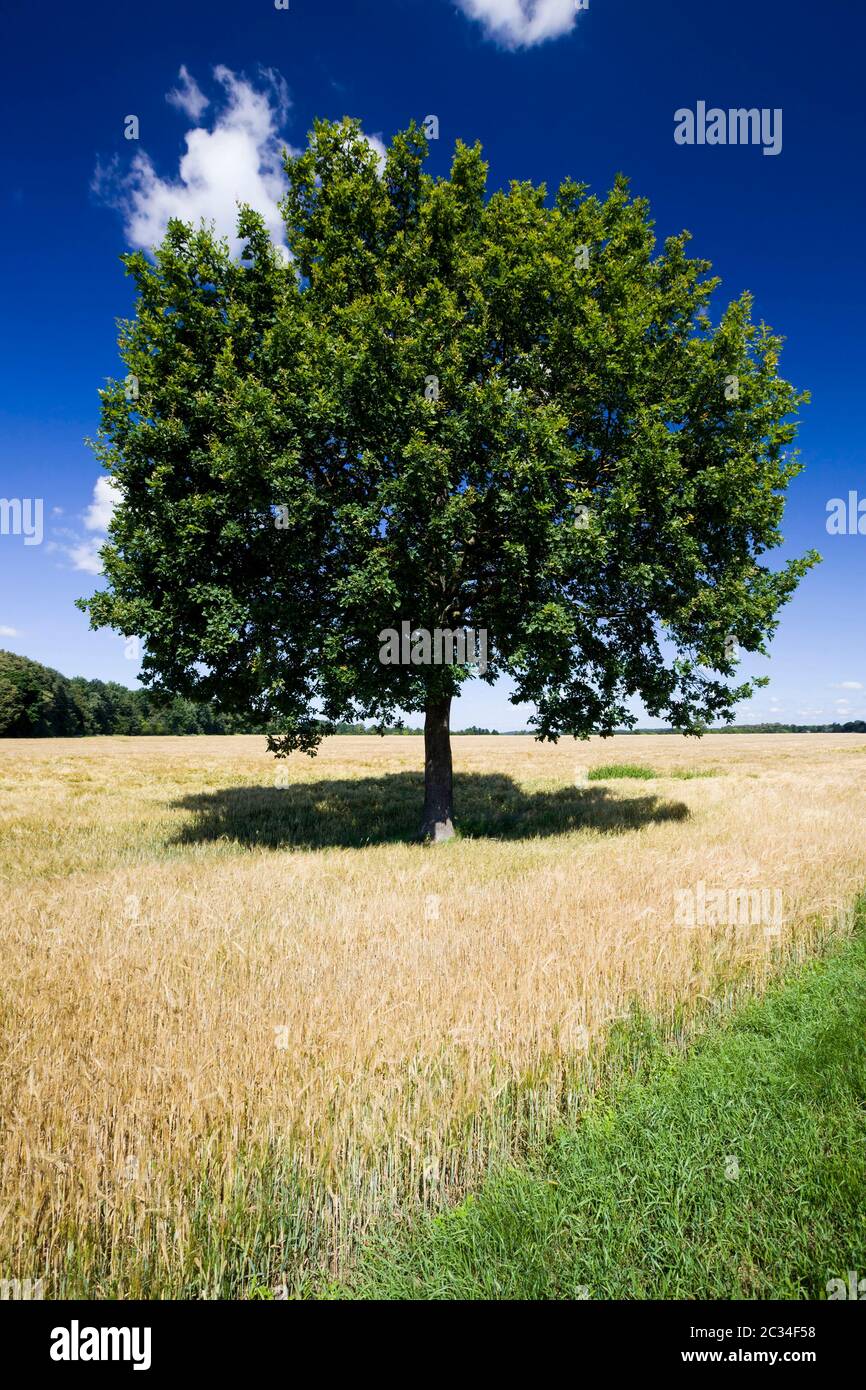 lonely oak growing in a field where cereals are grown, landscape with ...