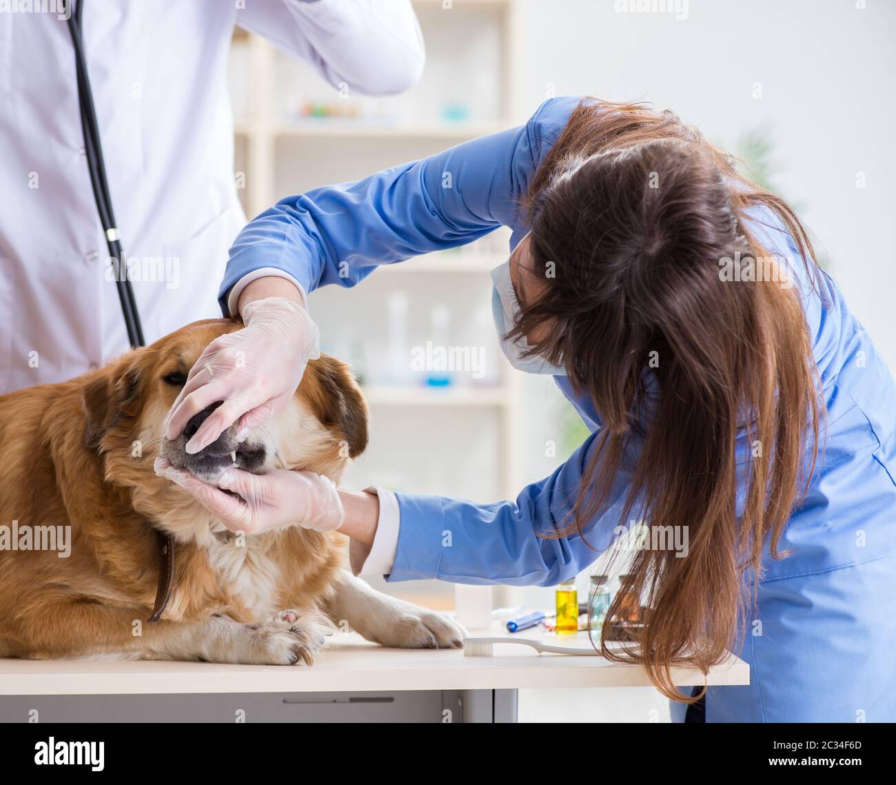 Doctor and assistant checking up golden retriever dog in vet cli Stock Photo - Alamy
