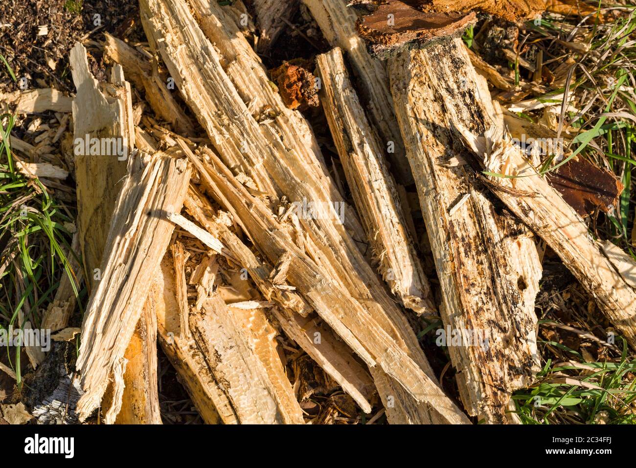 broken into pieces and splinters solid tree trunk, close-up from the ...