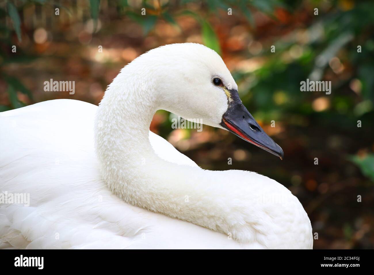 Tundra swan closeup hi-res stock photography and images - Alamy