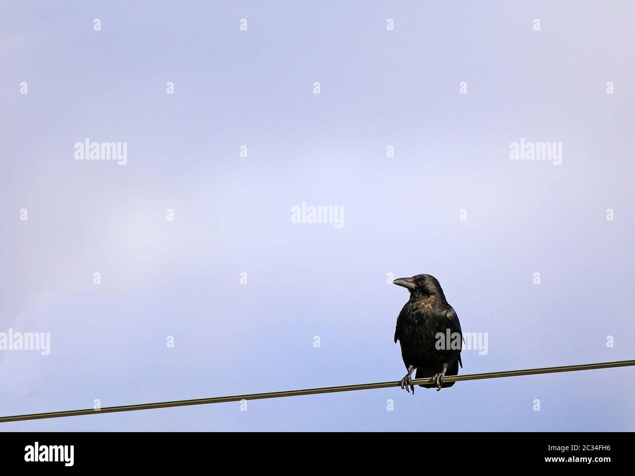 Raven crow hi-res stock photography and images - Alamy