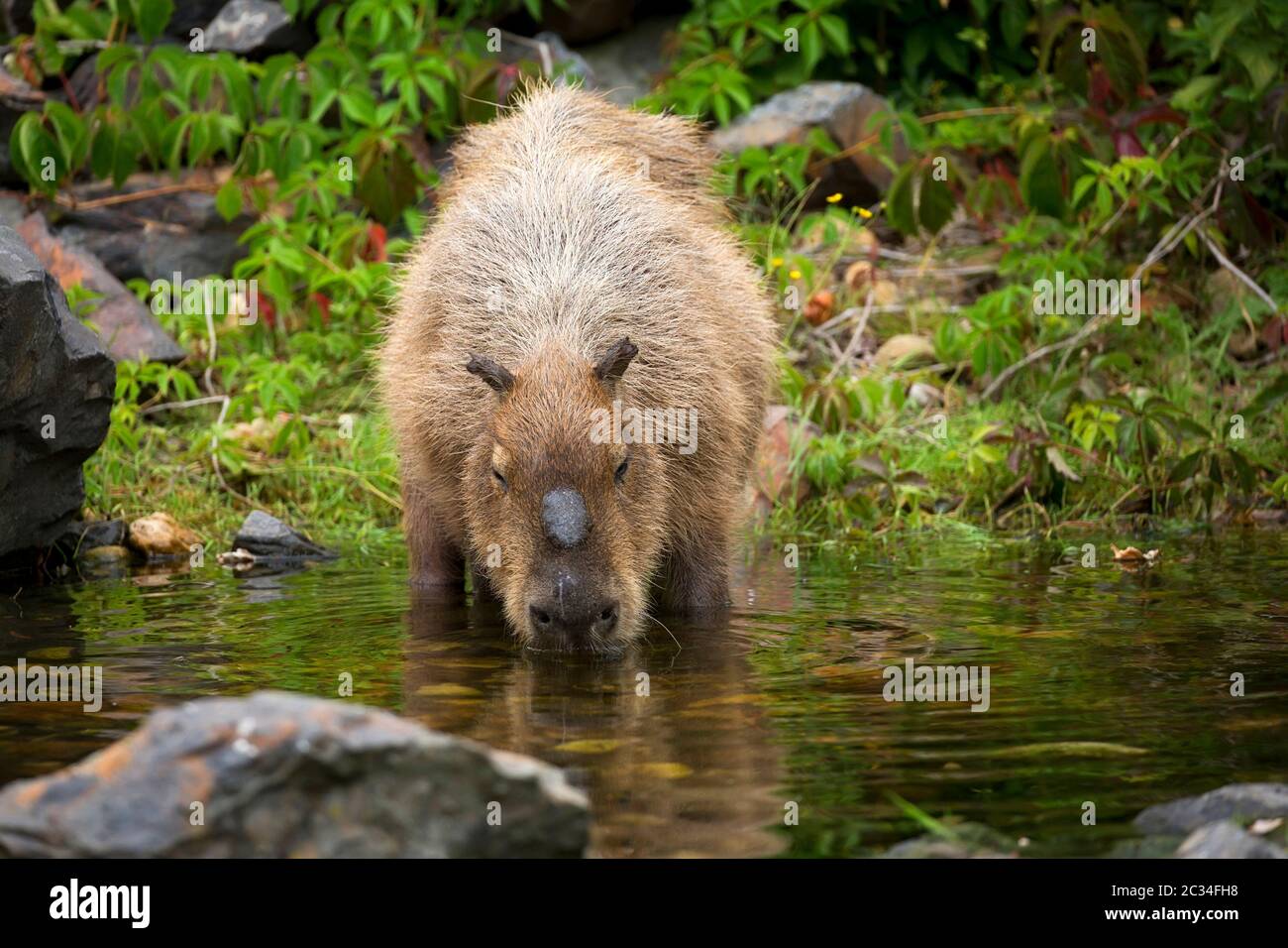 Capybara in the wild Stock Photo - Alamy