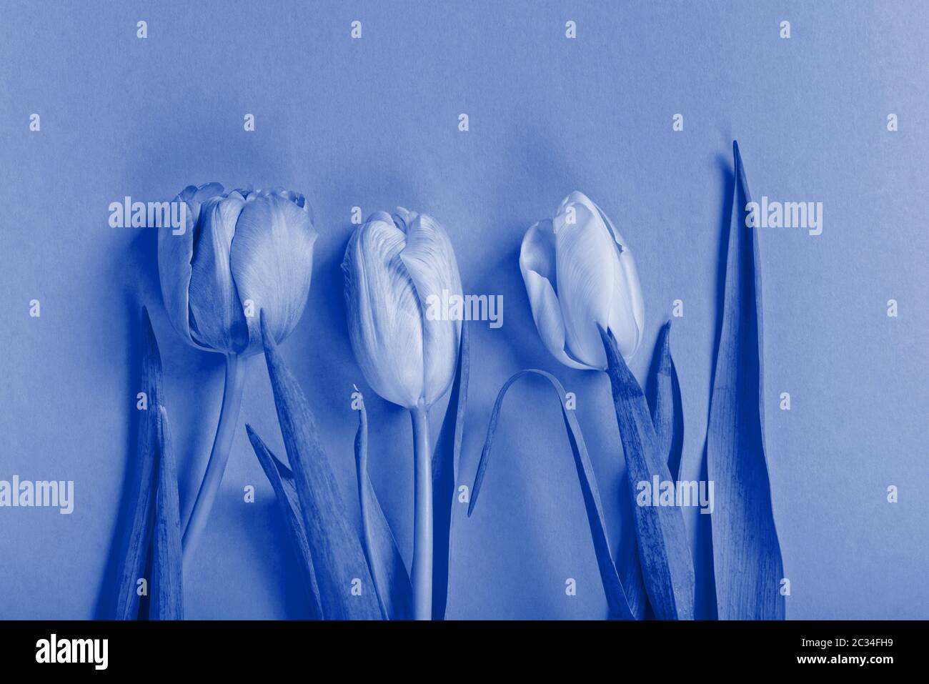Three toned flower hi-res stock photography and images - Alamy